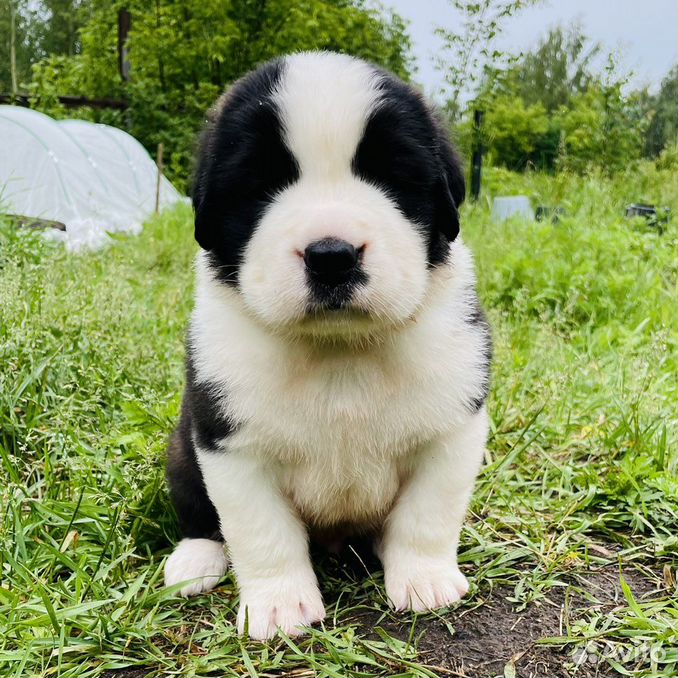 Сенбернар длинношерстный. Щенки. Питомник РКФ