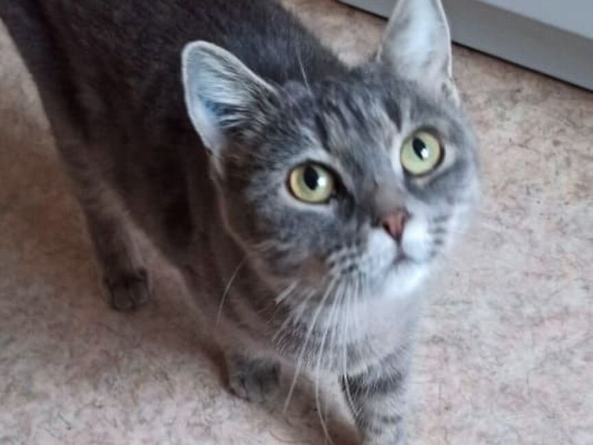 Очень Ласковая Кошка Леся ищет дом