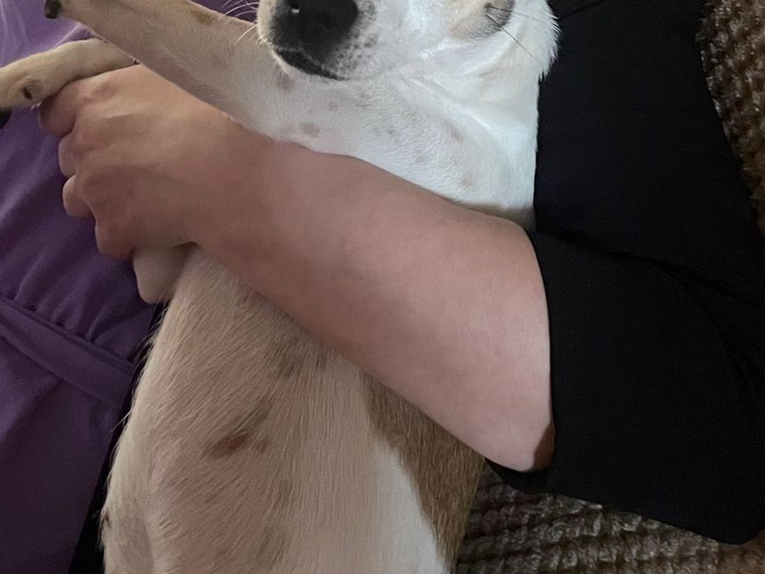 Джек Рассел терьер девочка