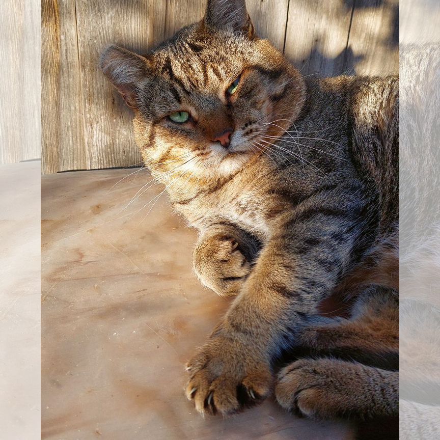 Толстый котик
