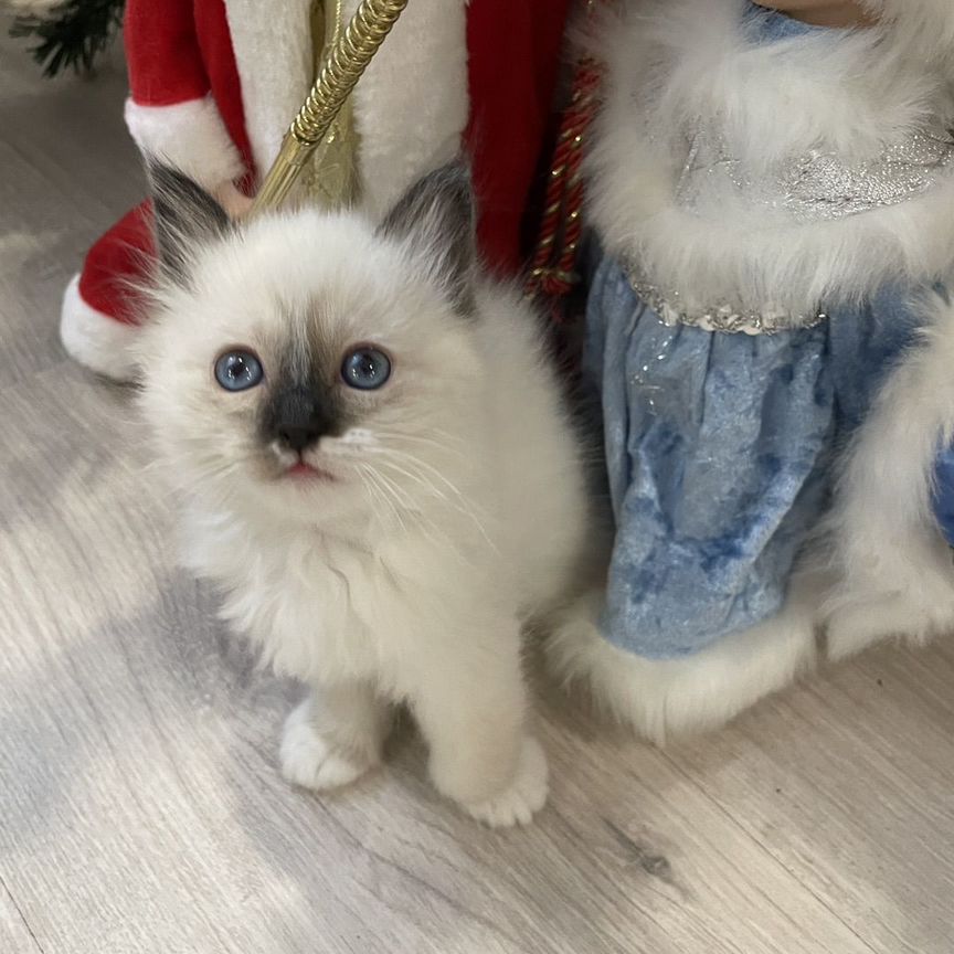 Котята Священная бирма