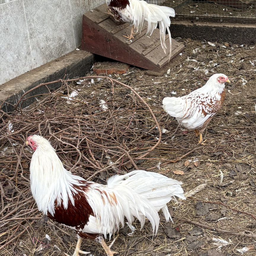 Куры йокогама семейство