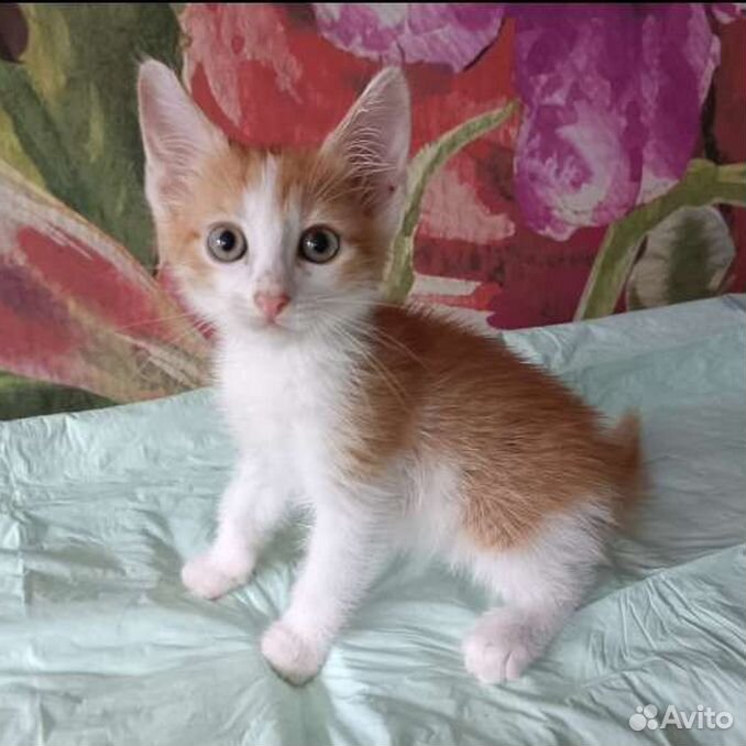 Солнечный котенок Рыжик в добрые руки