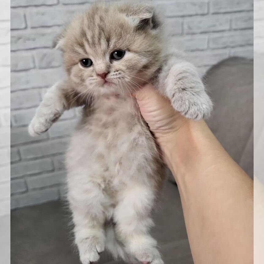 Шотландский вислоухий короткошёрстный котёнок