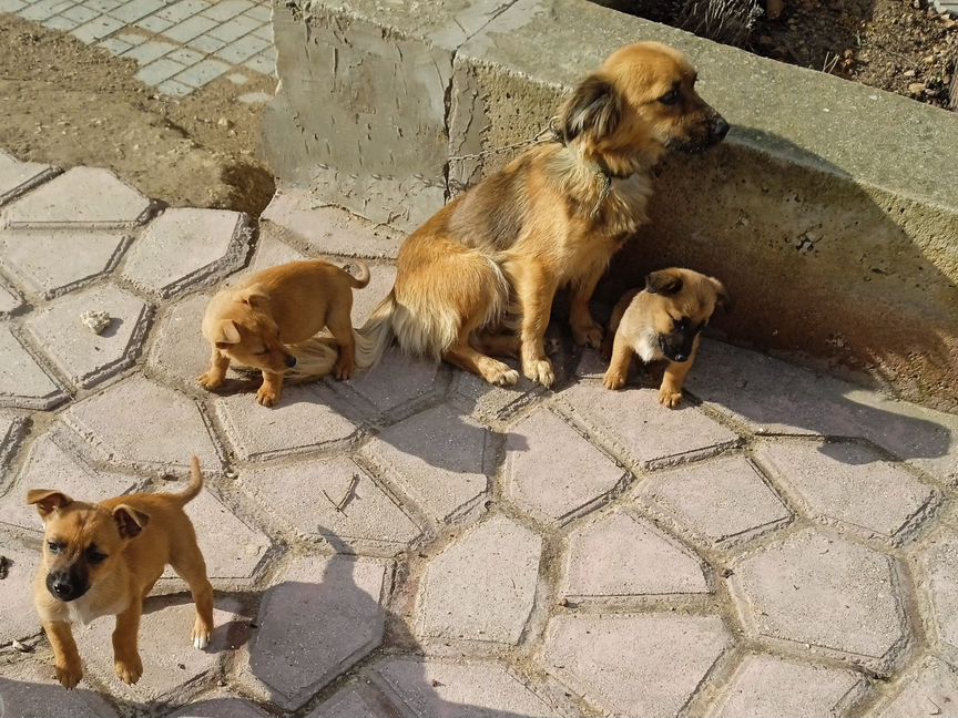 Остались три чудесные девочки. Отдам в добрые руки