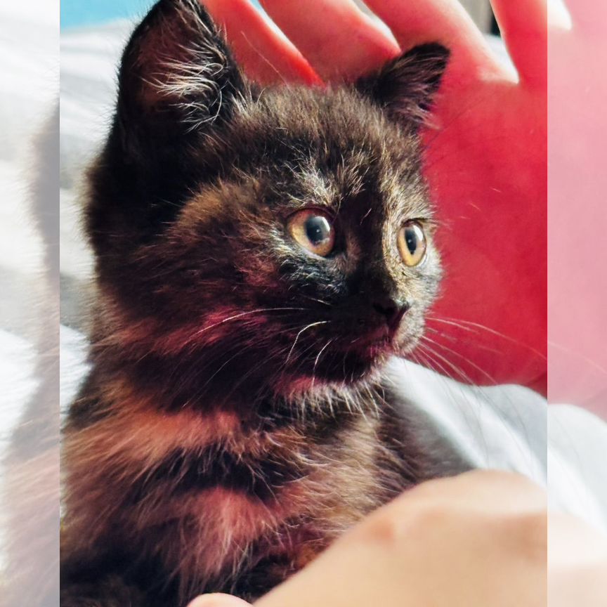 Котенок девочка трехцветная