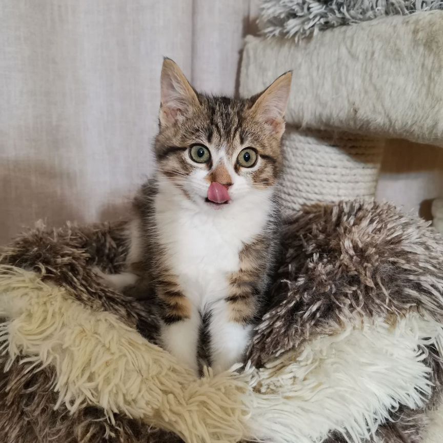 Милейший которебенок Микки