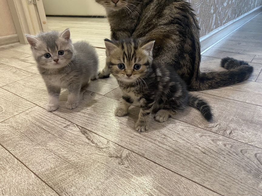 Продам котят шотландские