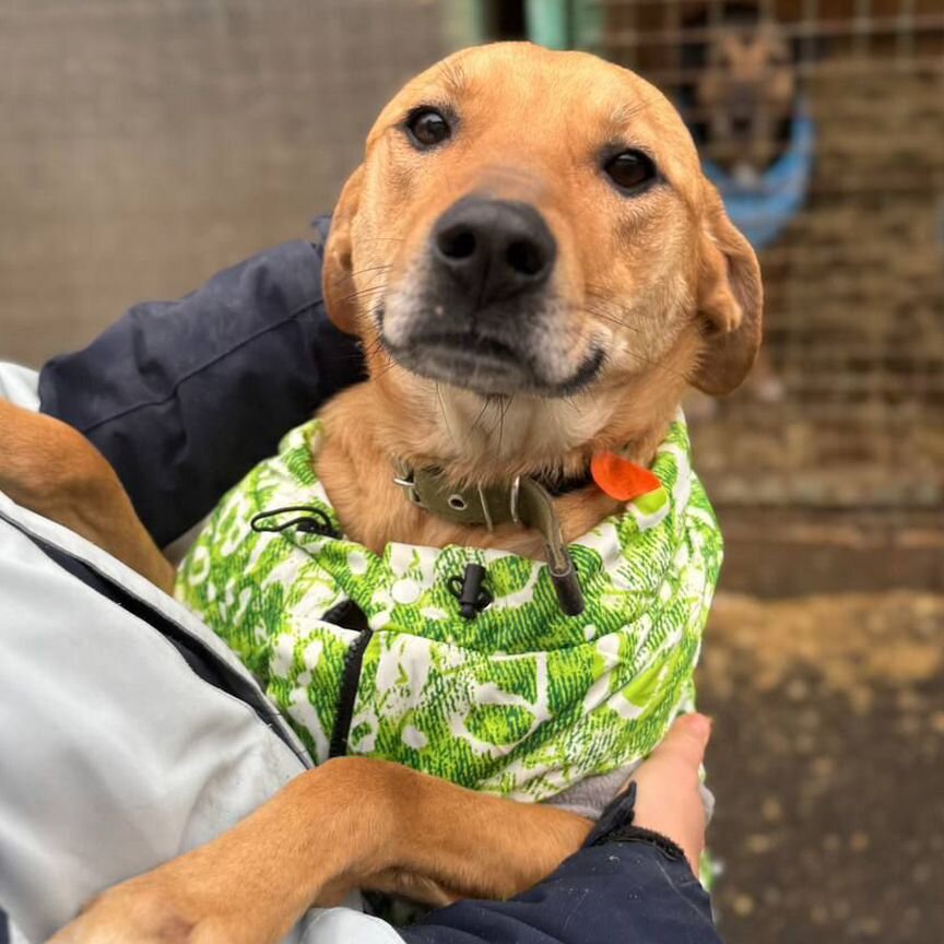 Взрослая собака в добрые руки