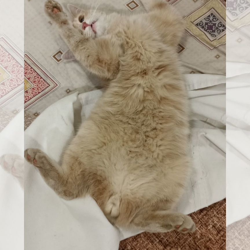 Курильский бобтейл короткошёрстный, взрослый кот