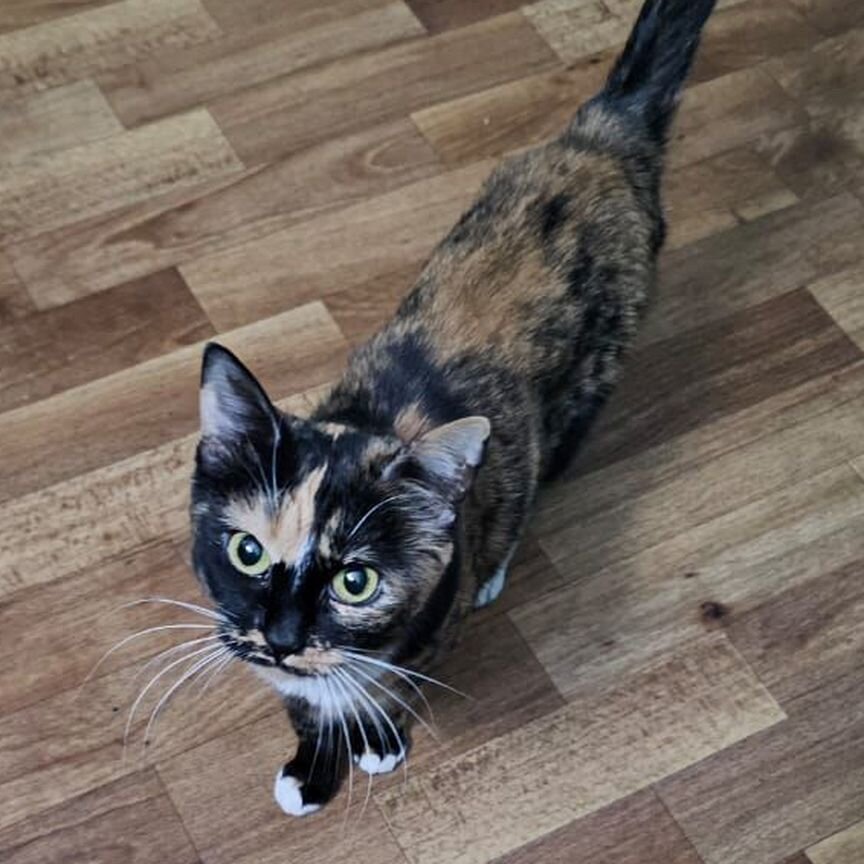 Ориентальная кошка, взрослая