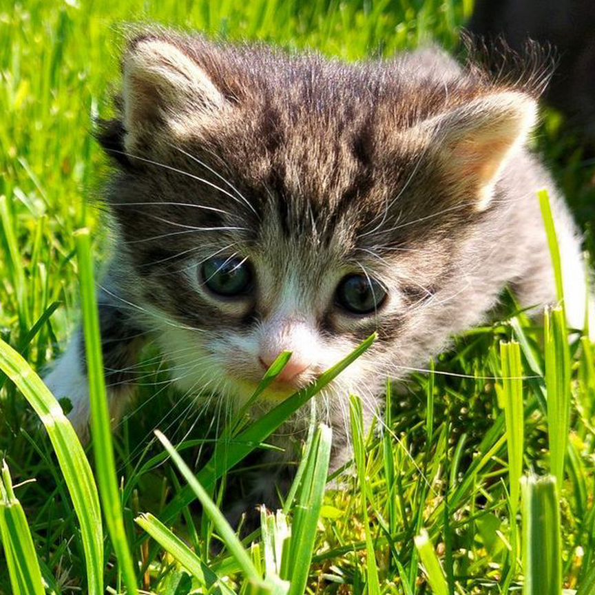Котёнок в добрые руки