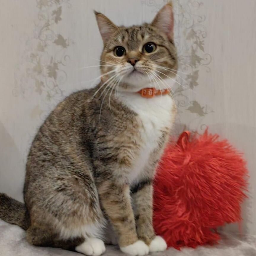 Котики в приюте