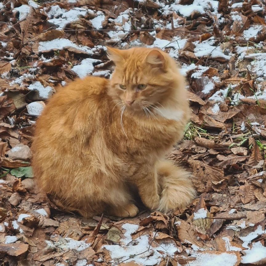 Котика выкинули. Дом или передержка