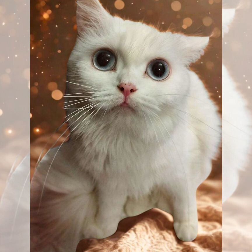 Взрослая кошка в добрые руки