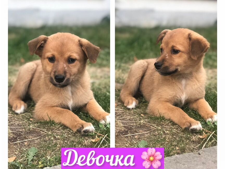 Щенки в добрые руки