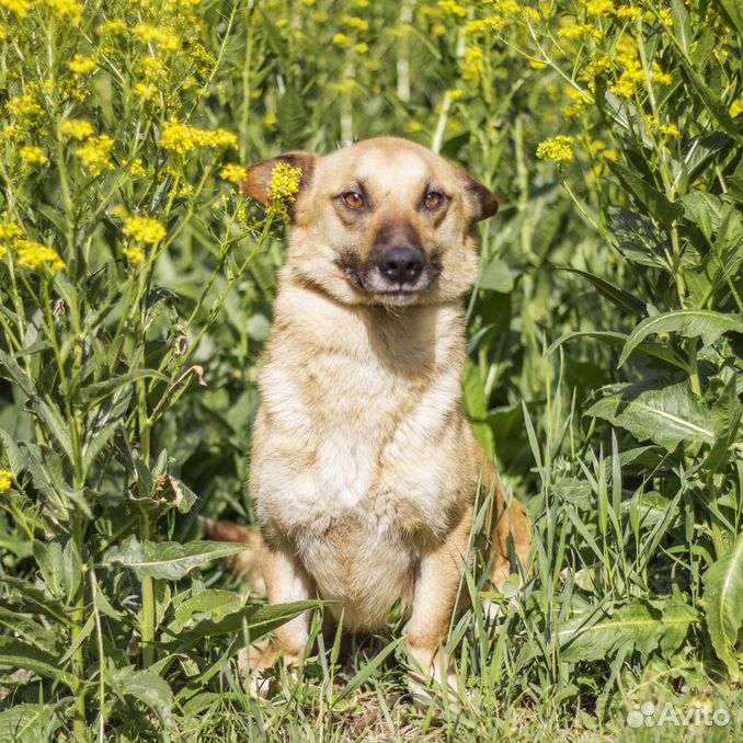 Мелкий пес в поисках дома