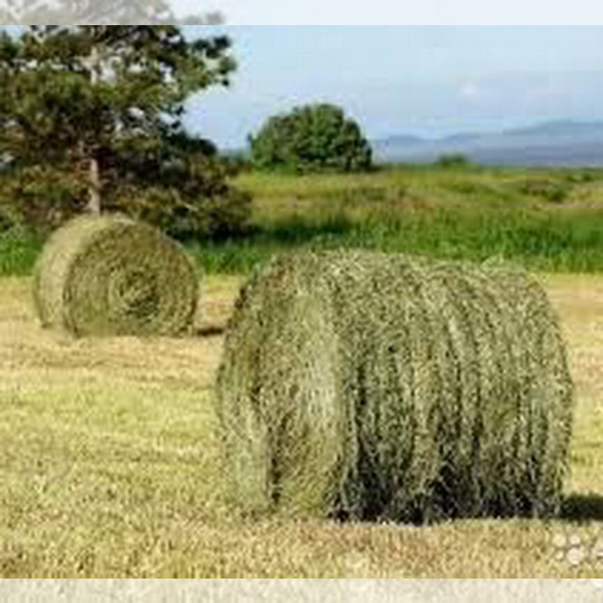 Сено свежее 2025