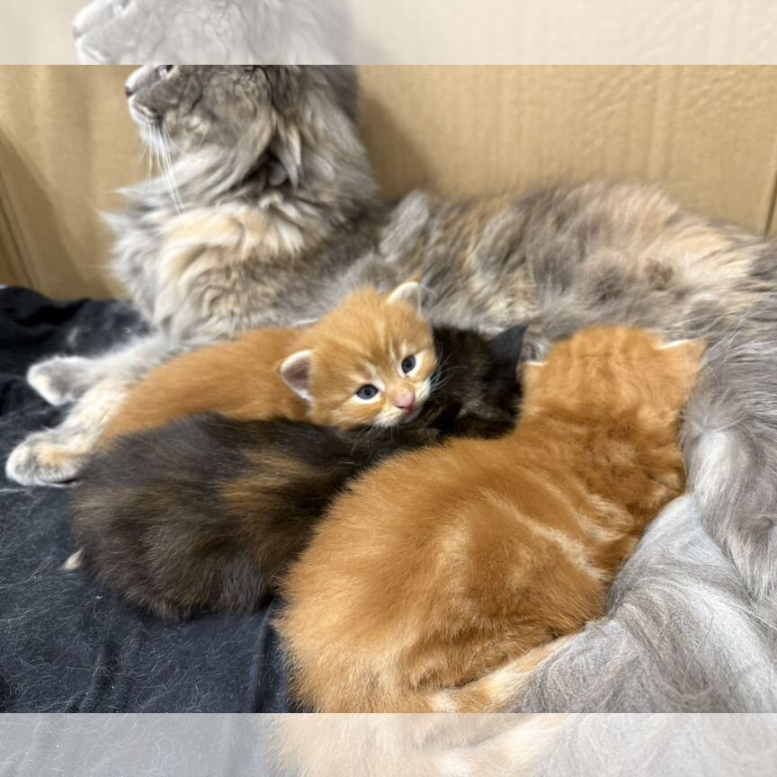 Мейн-кун котёнок