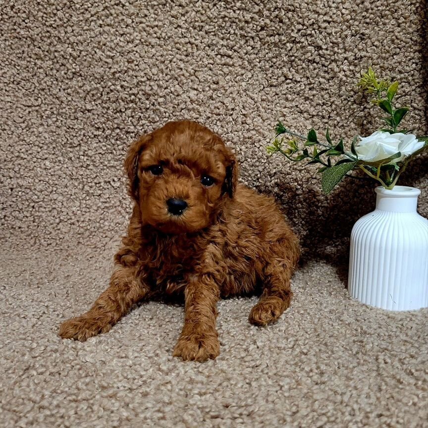 Той-пудель мальчик