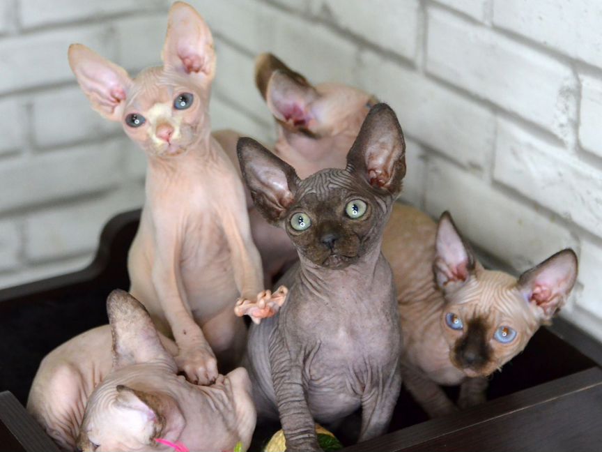 Канадский сфинкс. Котята голыши