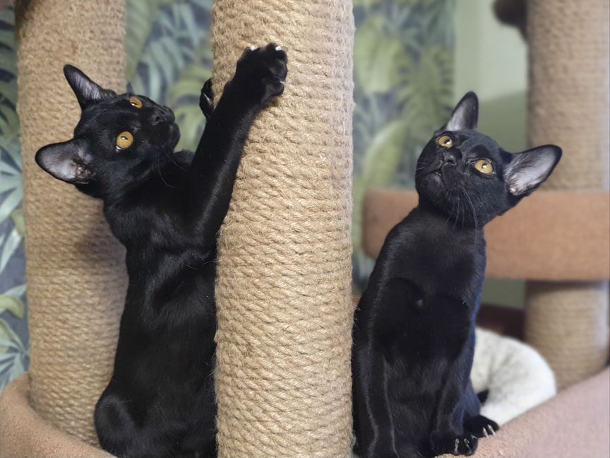 Фантастика в мире кошек - бомбей