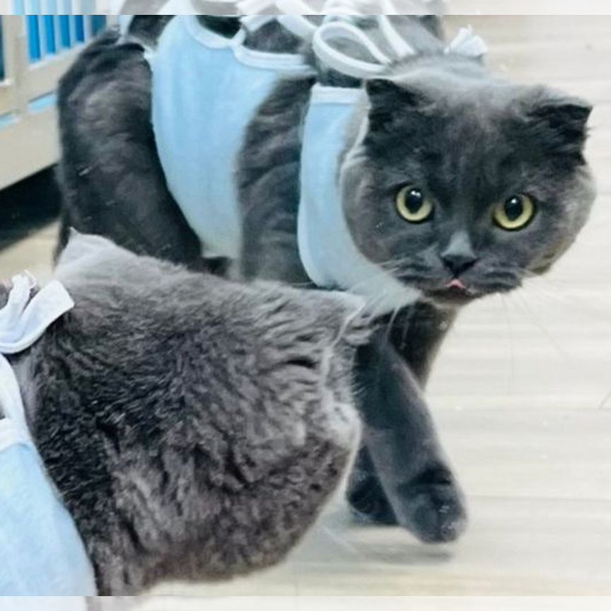 Ласковая кошечка-британка в добрые руки