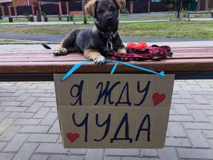 Я жду чуда