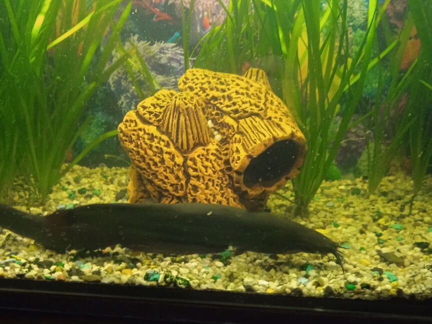 Аквариумные рыбки