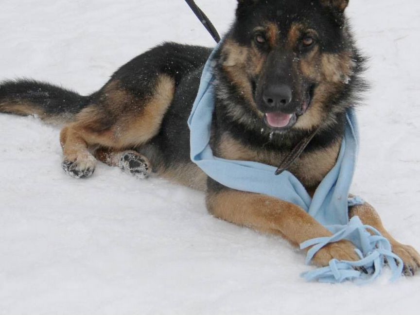 Овчар в приюте