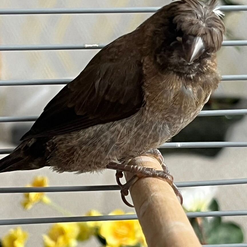 Японская амадина самцы
