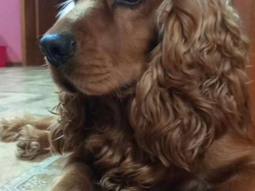 Английский Кокер-спаниель (вязка)