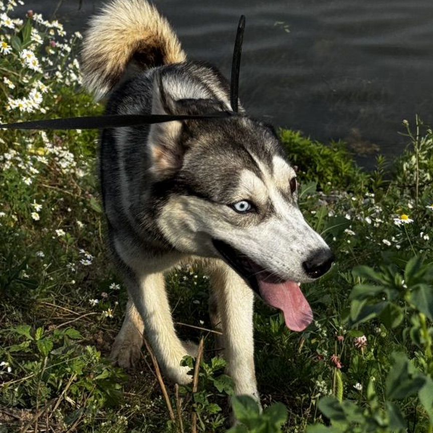 Сибирский хаски