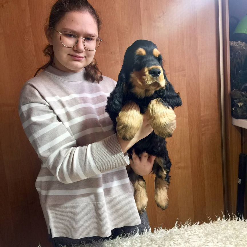 Щенок английского кокер спаниеля