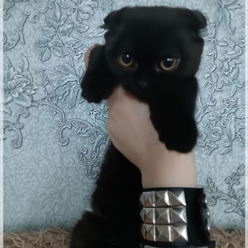 Шотландский вислоухий короткошёрстный котёнок