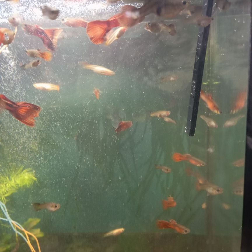 Маленькие гупи