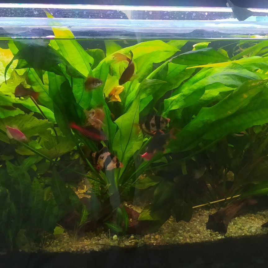 Эхинодорус аквариумный