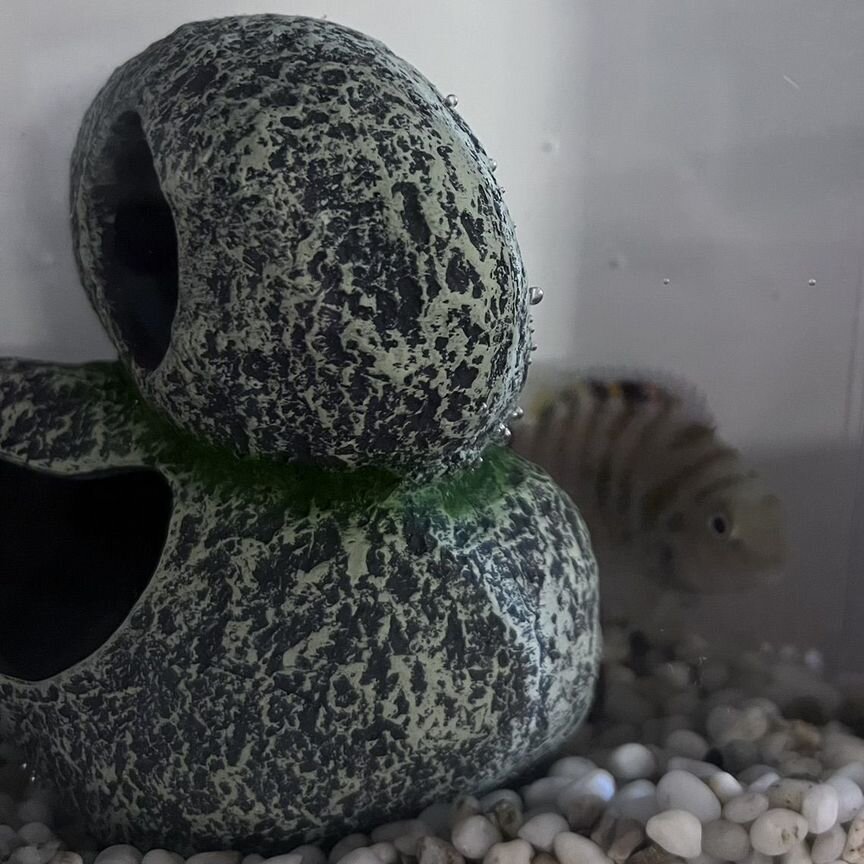 Аквариумные рыбки цихлиды