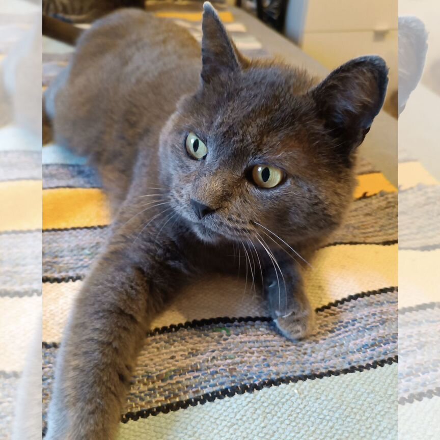 Русский голубой, взрослый кот