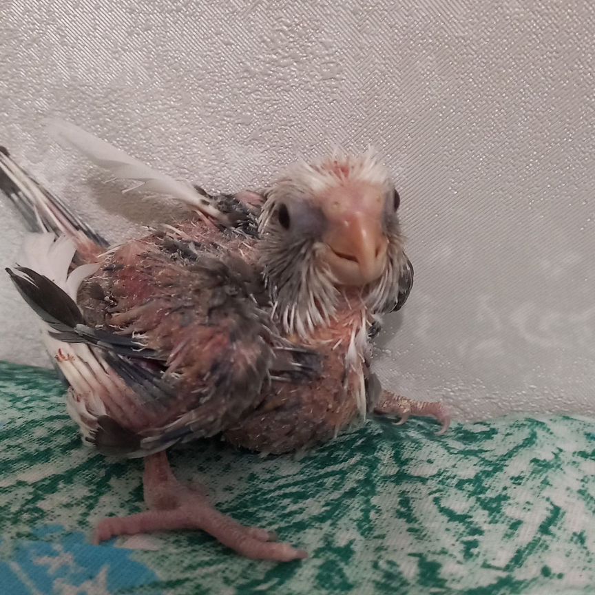 Попугай карелла птенцы