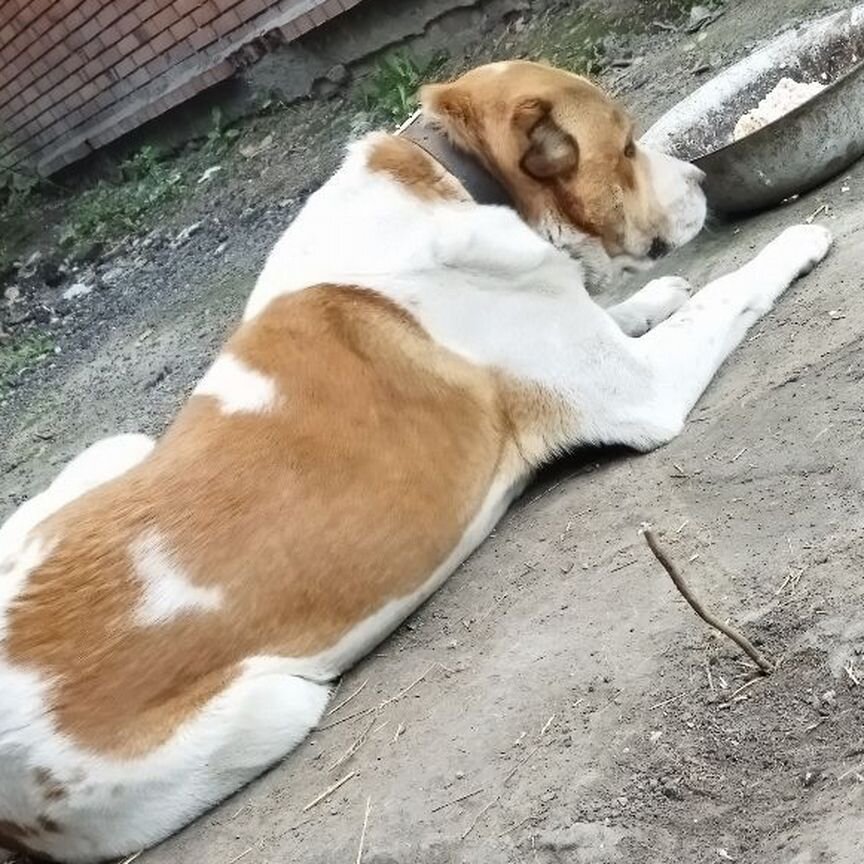 Алабай кабель на случку