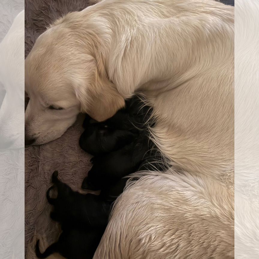 Лабрадор-ретривер, щенок