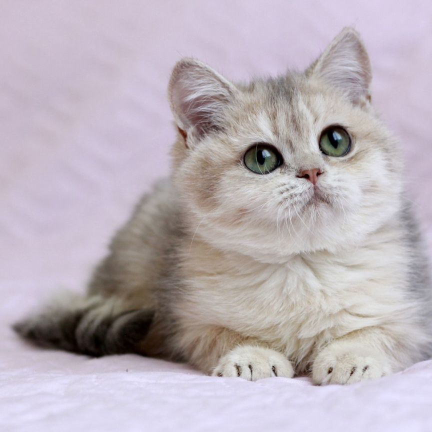 Британский голубой золотой мальчик Зенит