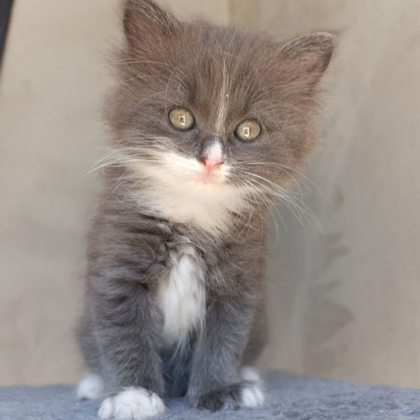 Британский длинношёрстный котёнок
