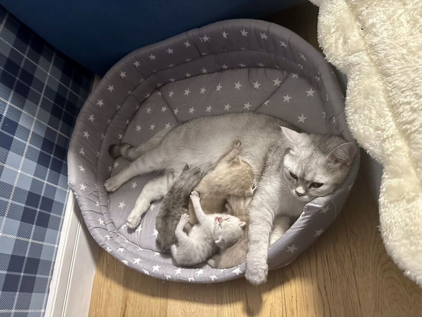 Котятки Британцы