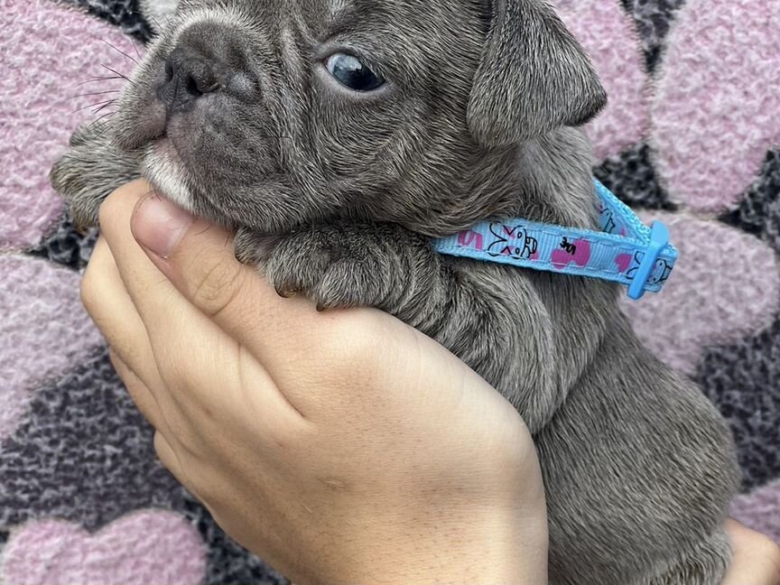 Лиловый зайчик