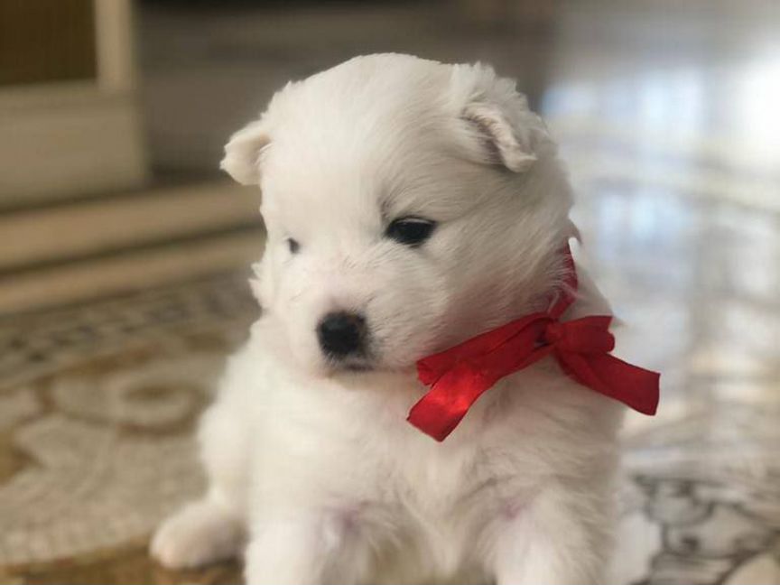 Самоедская лайка щенки