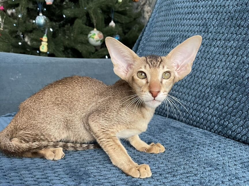 Ориентальные котята