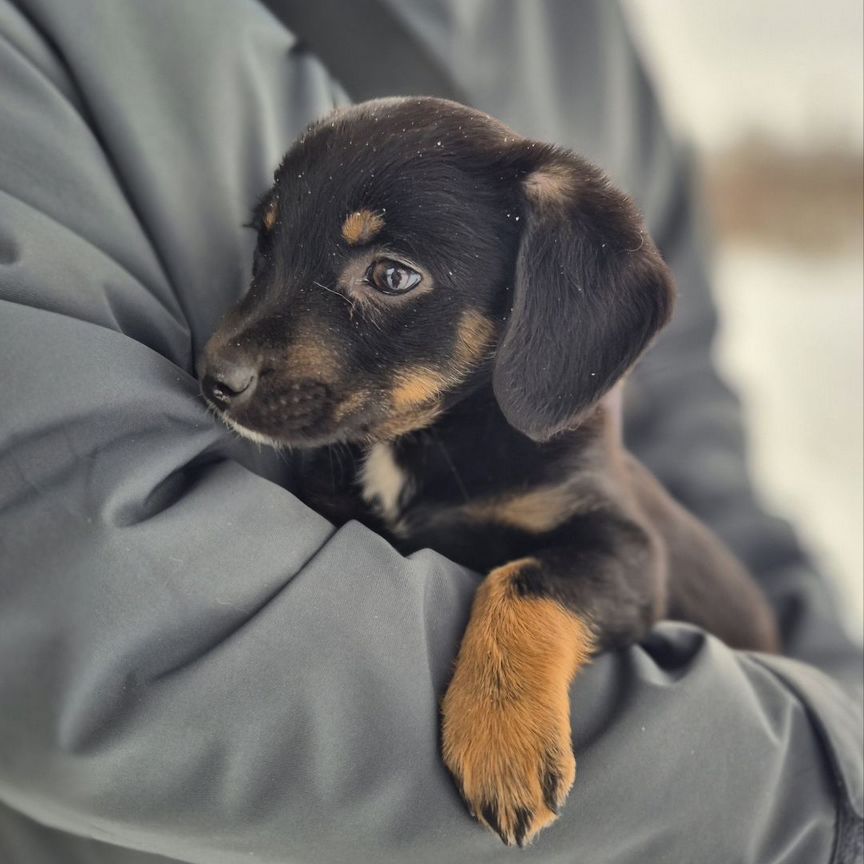 Щенок в добрые руки