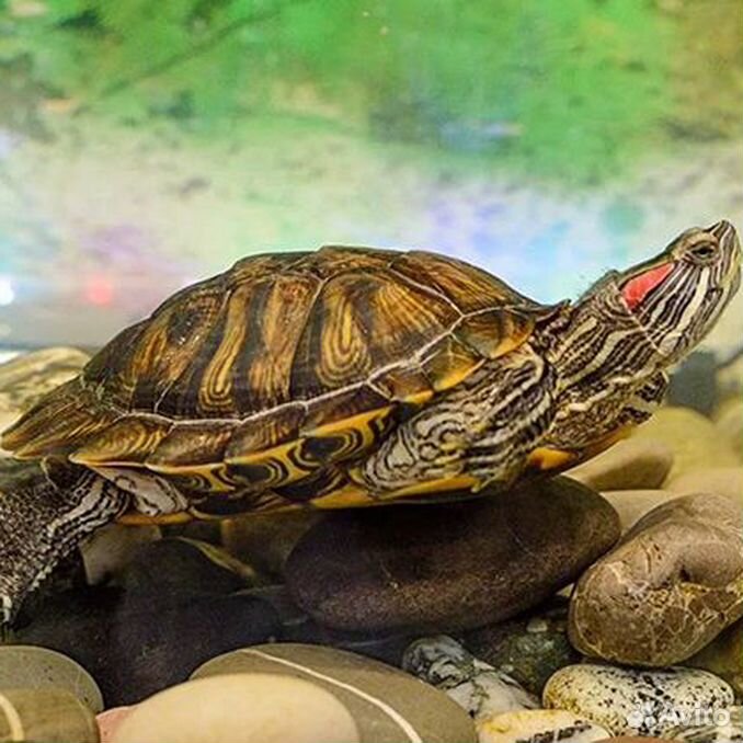 Отдам даром бесплатно